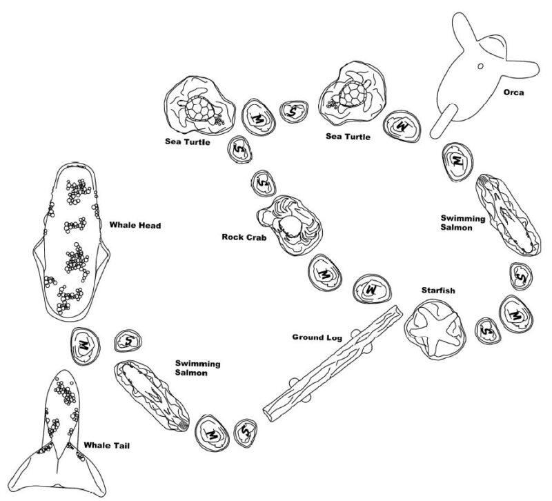 Whale Watching – UPC Parks